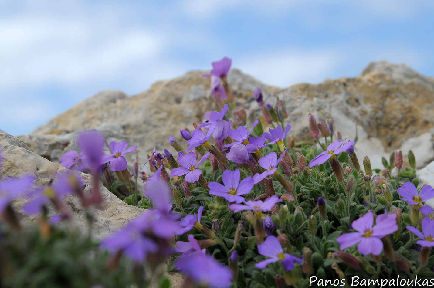 Στο Άρμα της Πάρνηθας – MountainsGreece